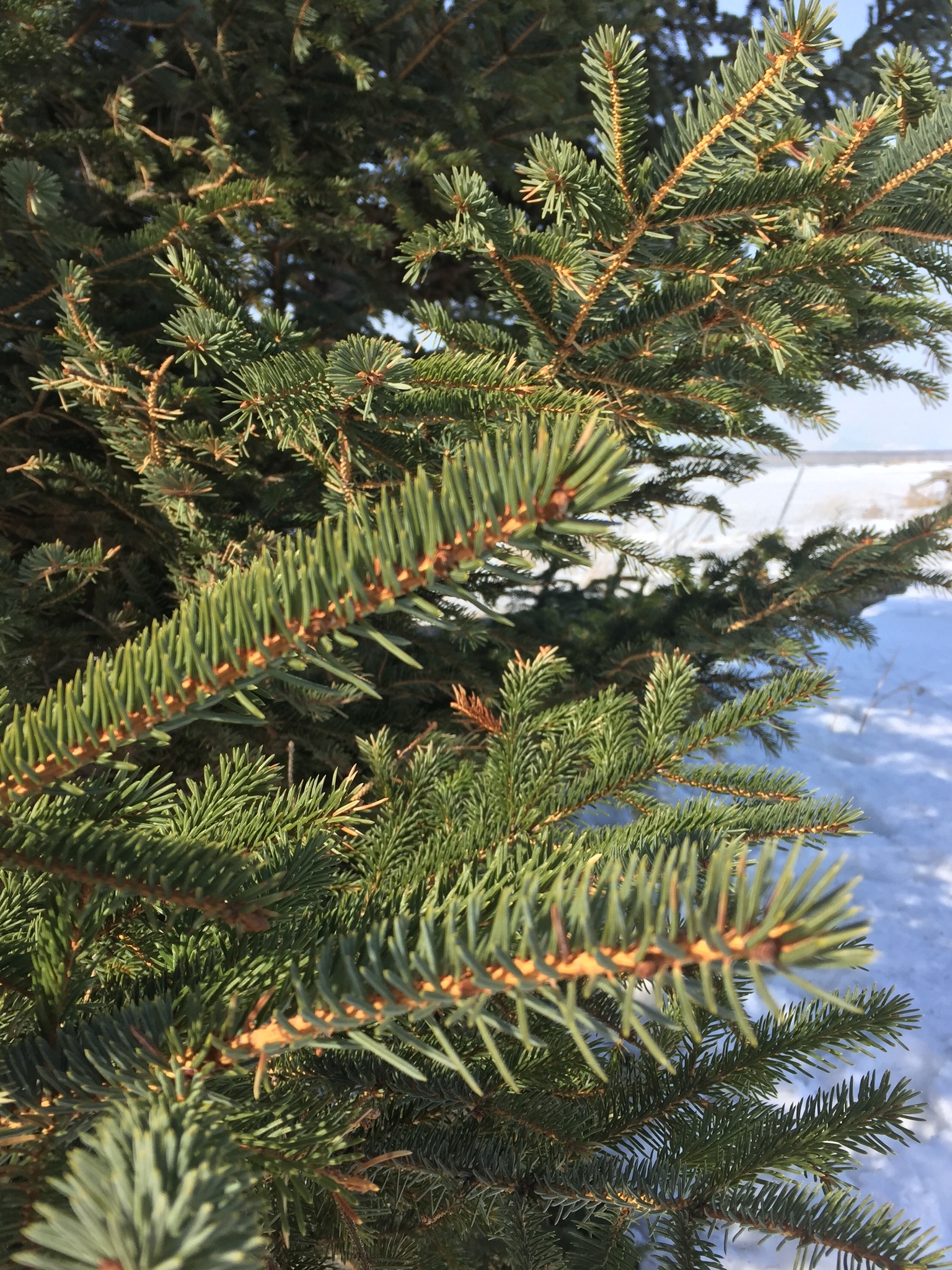 Picea lutzii Little