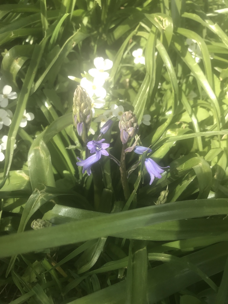 Bluebells from Vancouver Island, Victoria, BC, CA on March 31, 2020 at ...
