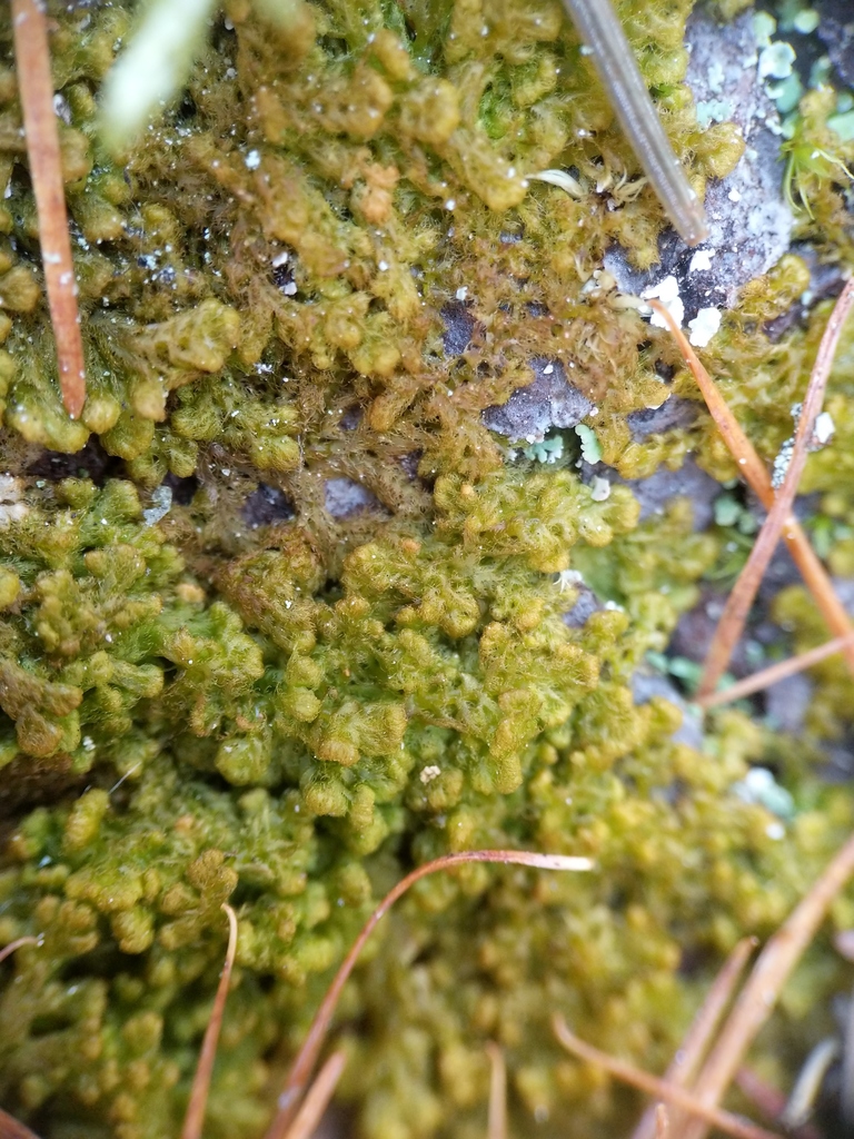 Ptilidium from Vilas County, WI, USA on April 11, 2020 at 11:26 AM by ...