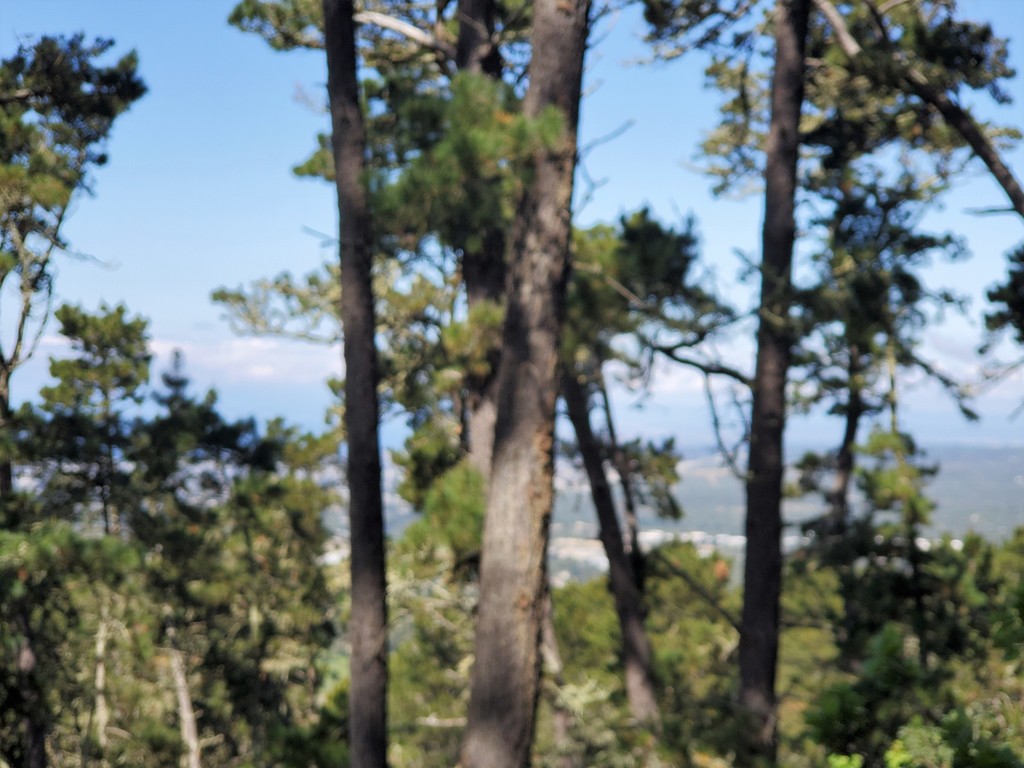 Monterey pine from Monterey County, CA, USA on April 10, 2020 at 02:23 ...