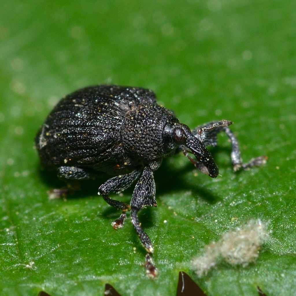 Yellow Poplar Weevil from Orange County, NC, USA on April 11, 2020 at ...