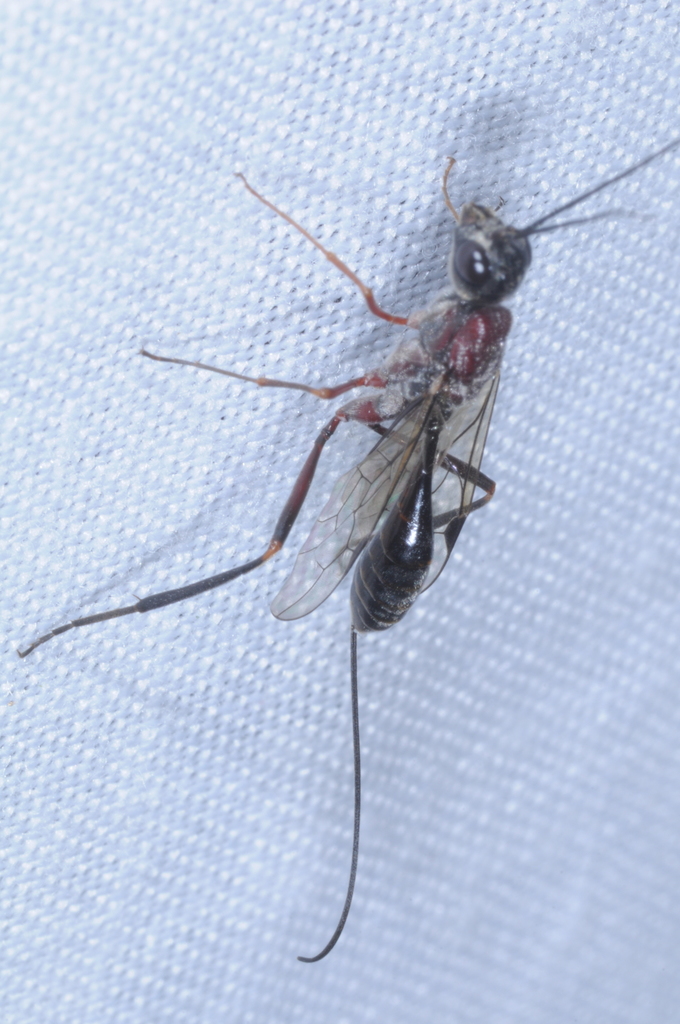 Aulacus from Colón, Córdoba, Argentina on January 08, 2018 at 10:19 PM ...