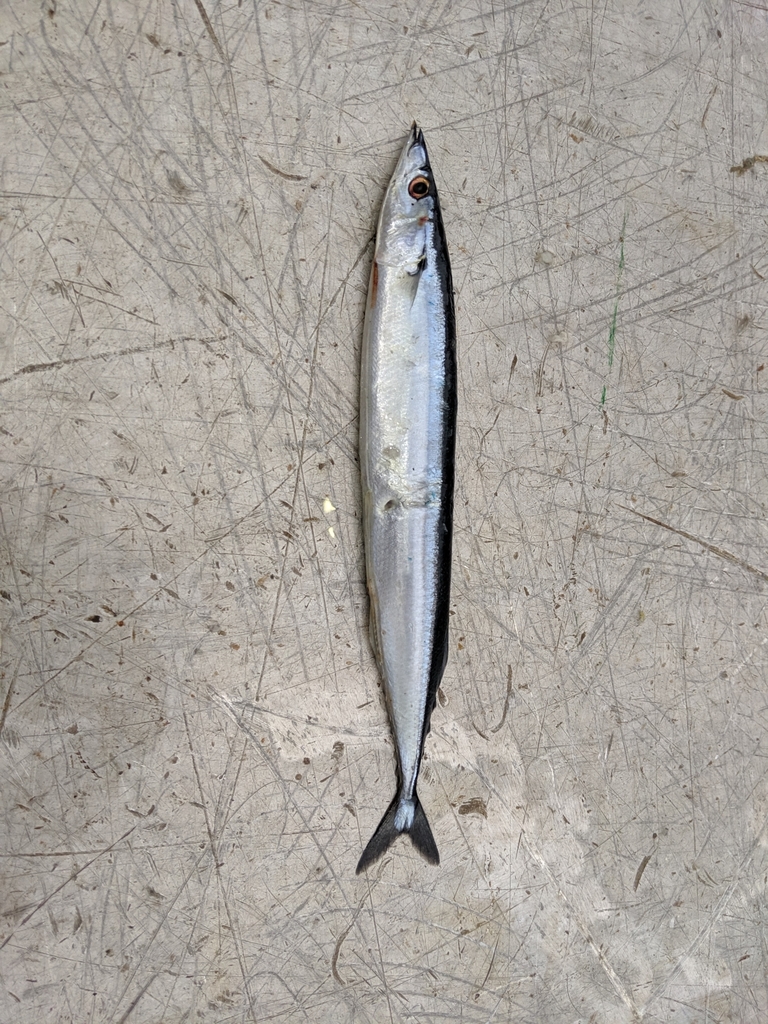 Pacific Saury from Mount Waddington B, BC, Canada on October 15, 2019 ...