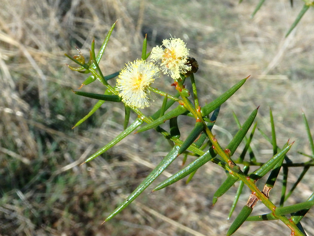 rock wattle from Onkaparinga River National Park, SA, Australia on ...