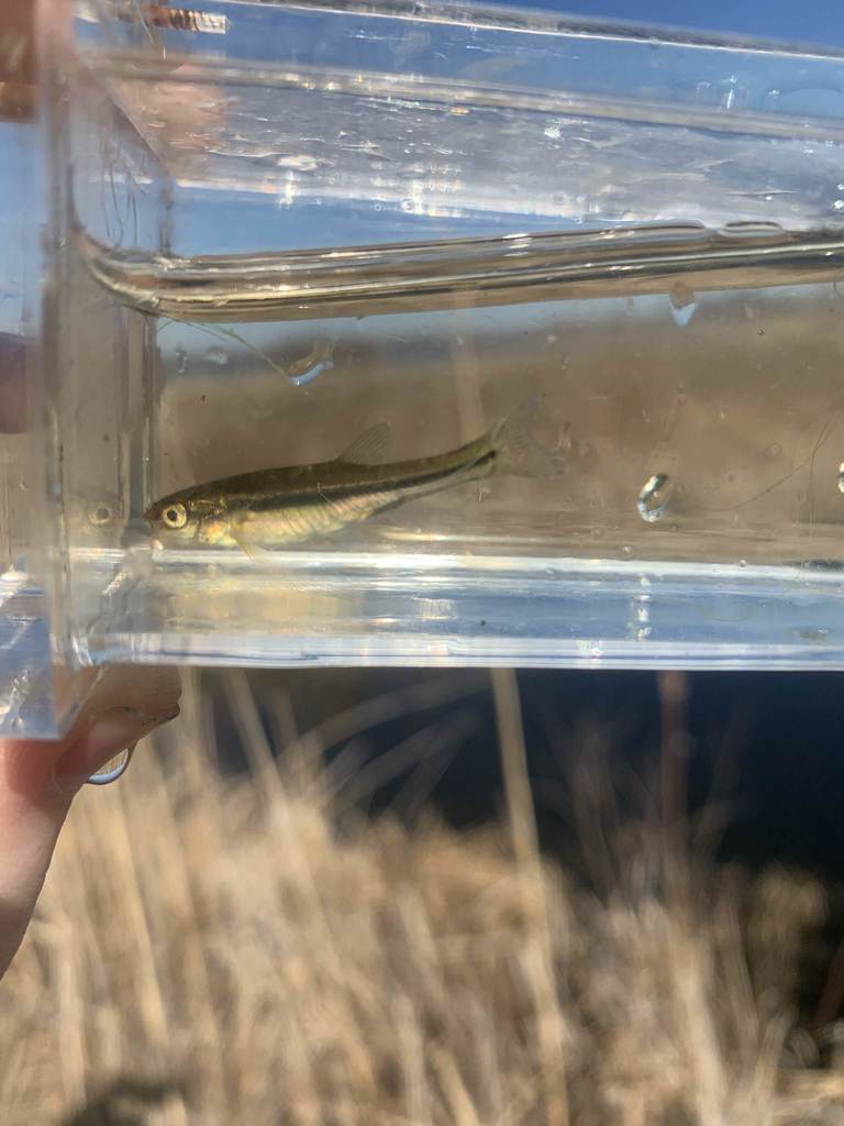 Finescale Dace in April 2020 by Edward Hicks · iNaturalist
