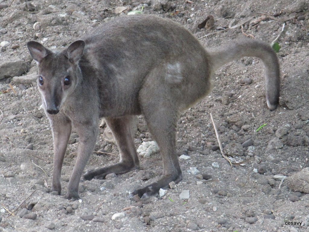 Gray Dorcopsis (Dorcopsis luctuosa) - Know Your Mammals