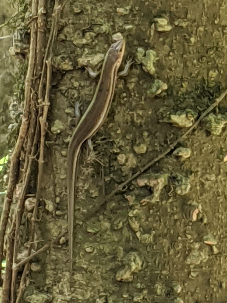 Toothy Skinks from Baton Rouge, LA 70817, USA on April 11, 2020 at 11: ...