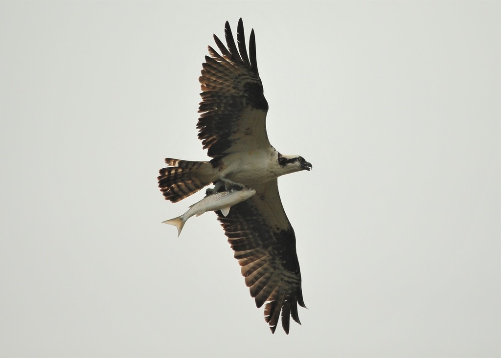 North American Osprey from Cameron County, TX, USA on April 11, 2020 at 09:27 AM by Javi ...