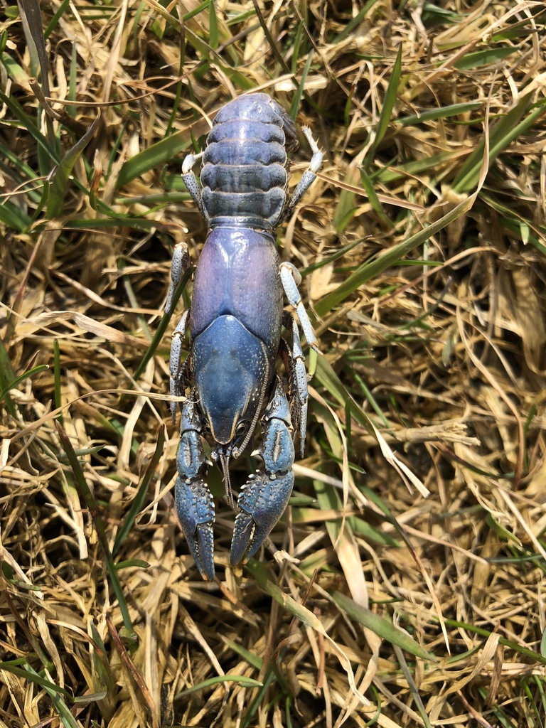 Prairie Crayfish from Rice Lake State Park, Owatonna, MN, US on April ...