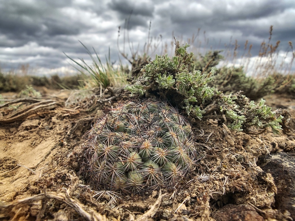 Mountain Ball Cactus from Big Jacks Creek Wilderness, Bruneau, ID, US ...