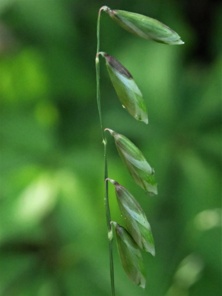 melicgrasses (Melica) - Botanical Realm