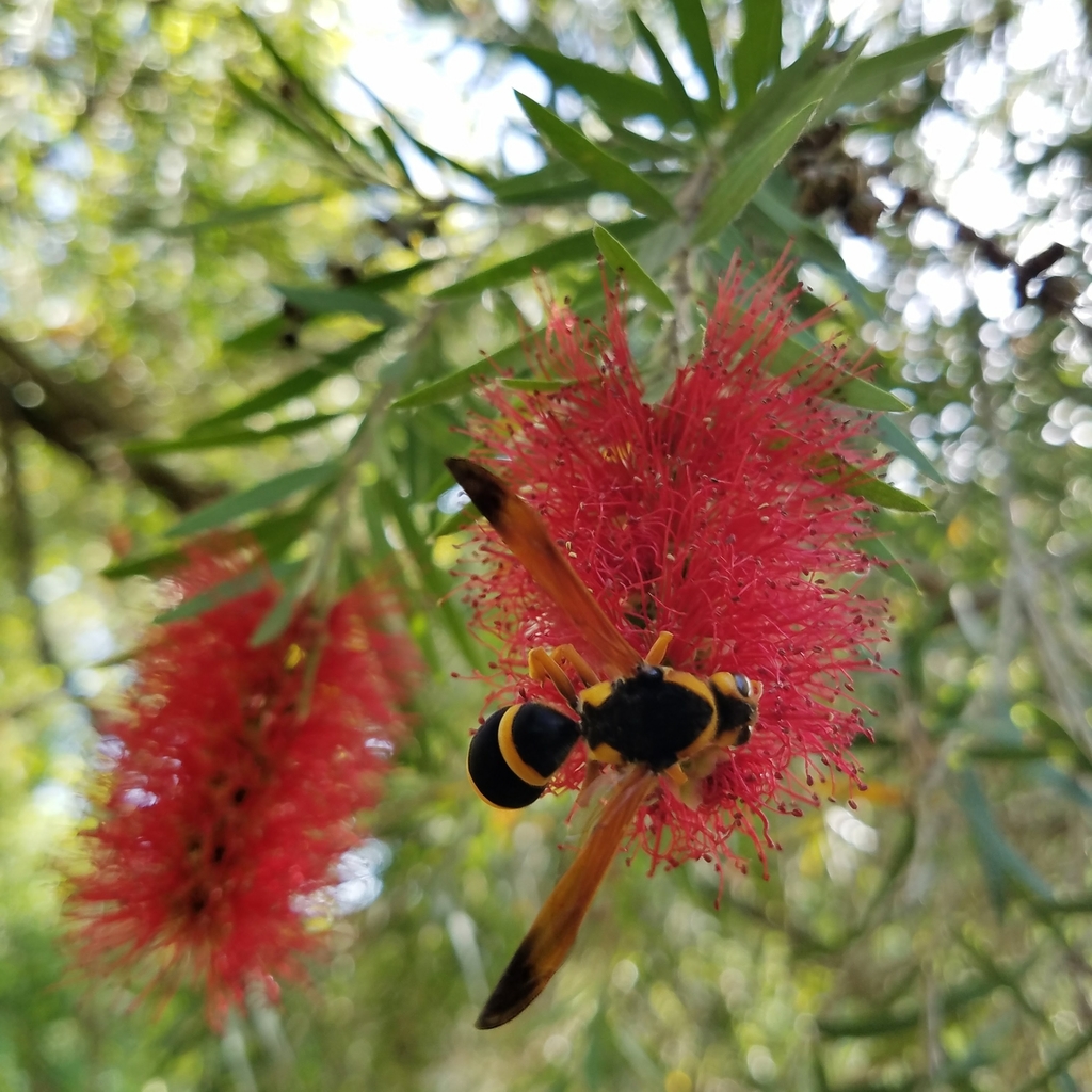 Abispa splendida from 7 Pinus Avenue on January 18, 2018 at 06:46 AM by ...