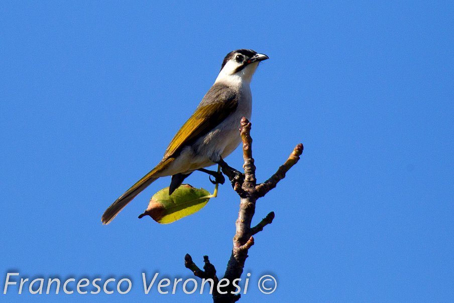 Styan's Bulbul (Pycnonotus taivanus) - Avian Discovery