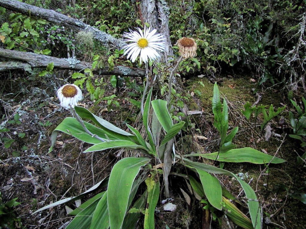 Hooker's Mountain Daisy in December 2011 by harrylurling · iNaturalist ...