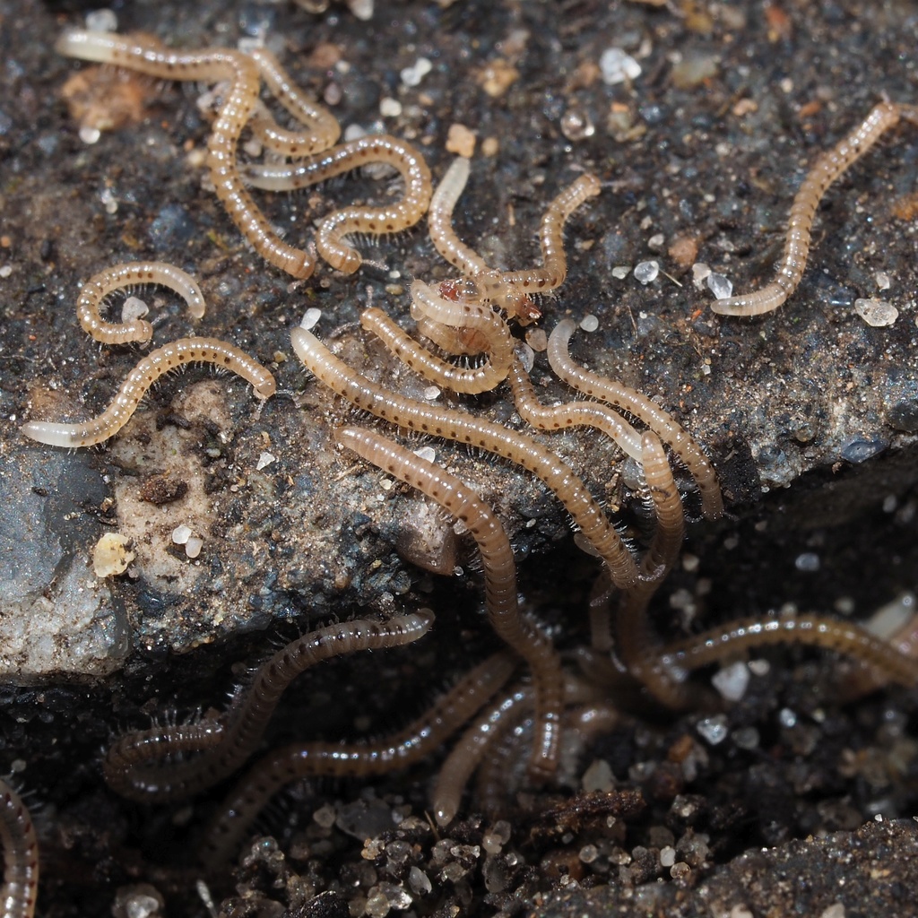 Choneiulus palmatus (Madeira Hundert, Tausendfüßer und Asseln ...