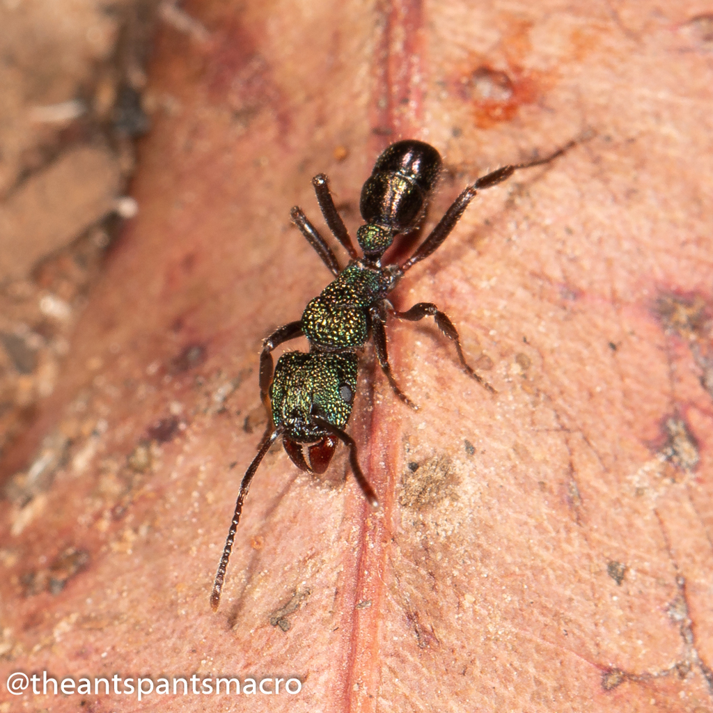 Green-head Ant from Brisbane QLD, Australia on November 17, 2019 at 05: ...