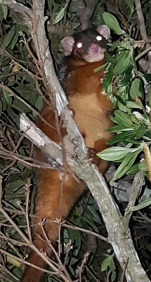 Common Ringtail Possum in April 2020 by mbavins. Common Ringtail possum ...