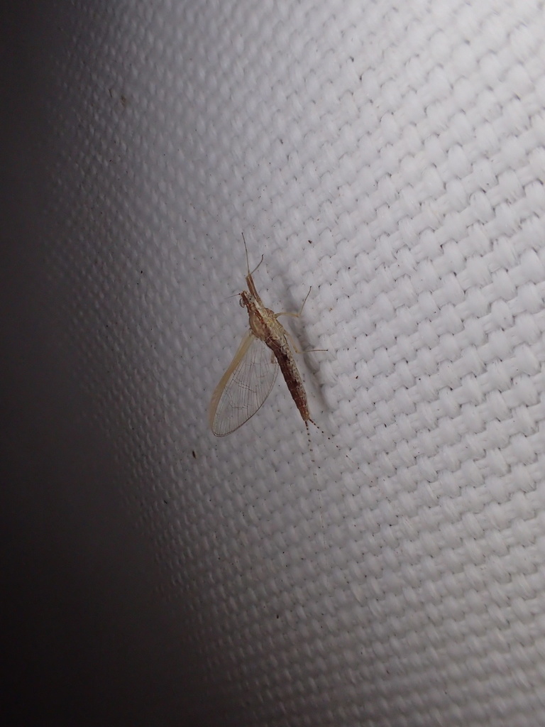 Small Mayflies from Adelaide SA, Australia on February 25, 2020 at 08: ...