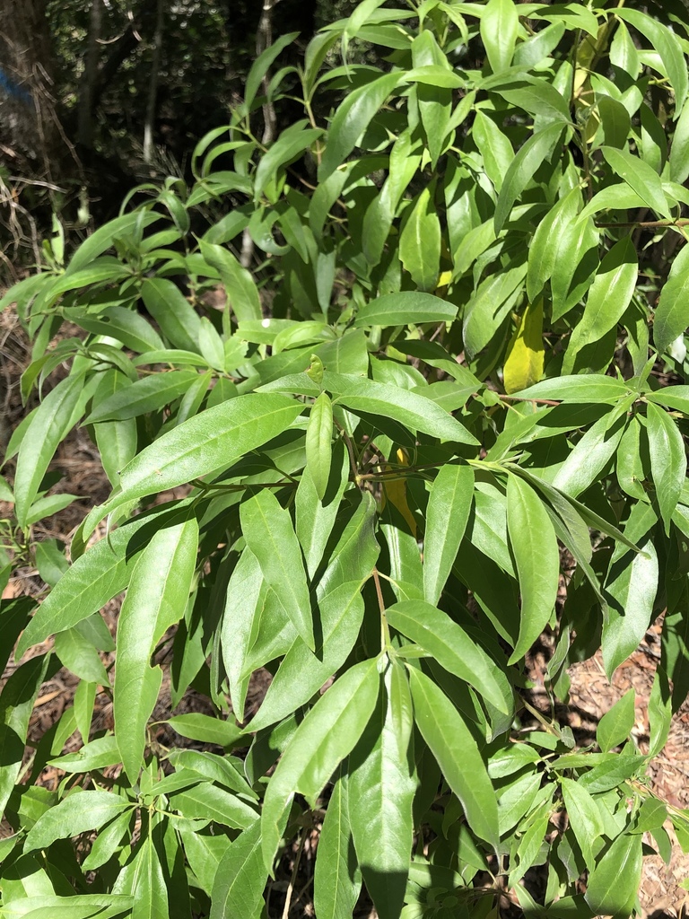 Bitterbark (Alstonia constricta) - Botanical Realm