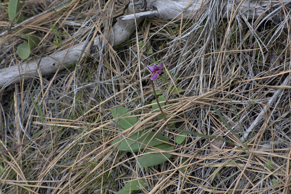 Primroses from Umatilla, Oregon, United States on April 11, 2020 at 02: ...