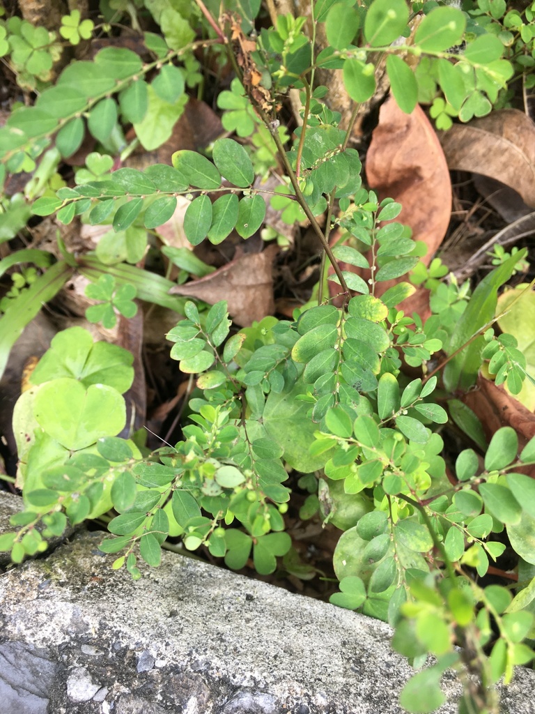 Mascarene Island leaf-flower from Toucheng Township, TW on April 12 ...