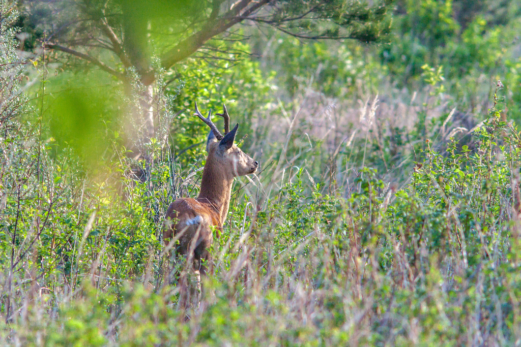 Eastern Roe Deer from Белоярский р-н, Свердловская обл., Россия on June ...
