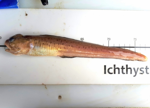 Genus Chilara · iNaturalist