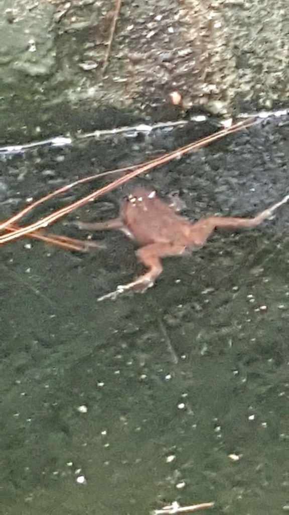Luzon Narrow-Mouthed Frog from Imelda Village, Baguio, Benguet ...