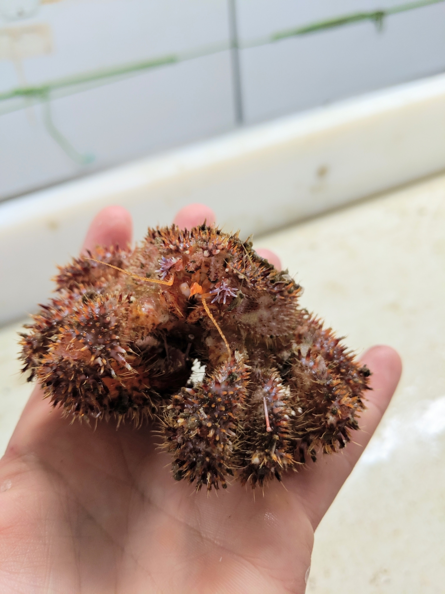 Acantholithodes hispidus (Stimpson, 1860)