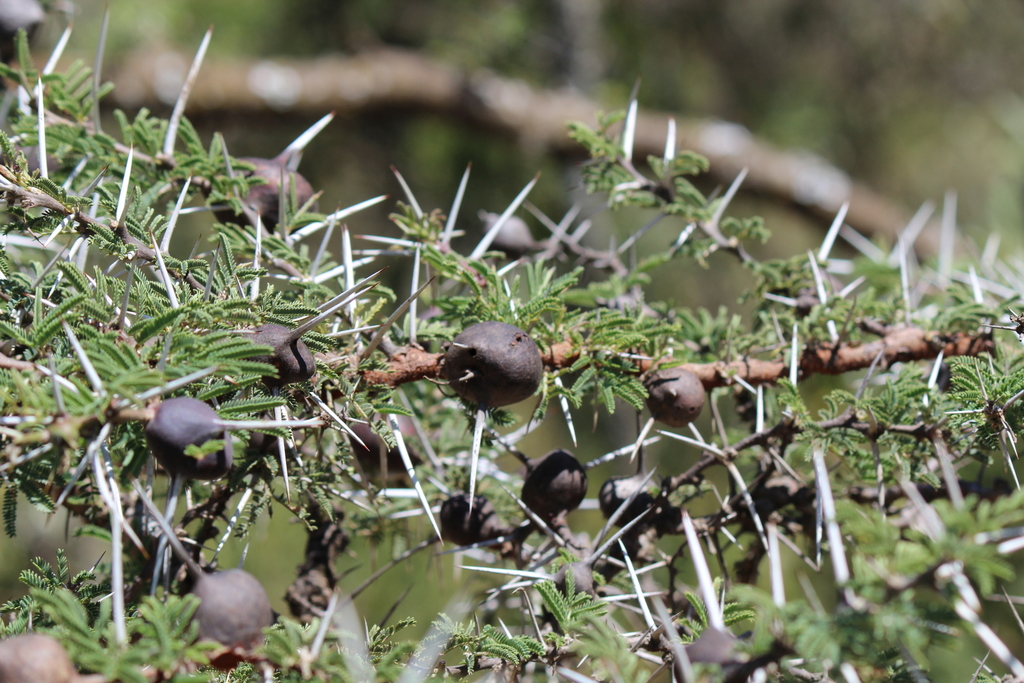 whistling thorn (Vachellia drepanolobium) - Botanical Realm
