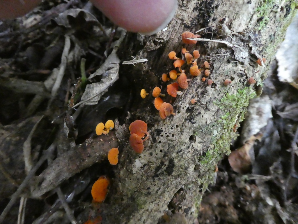 orange pore fungus from Redwood Bush Reserve, Tawa, Wellington 5028 ...