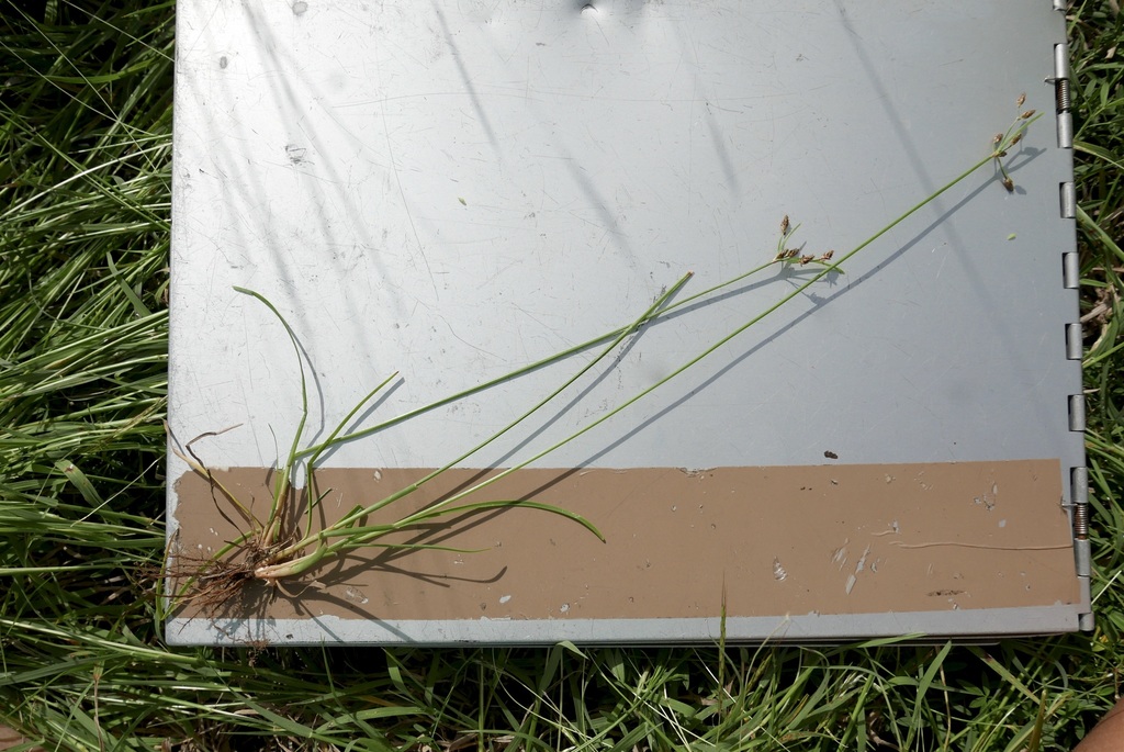 Common Fringe-rush from Oranjestad, Caribbean Netherlands on November ...