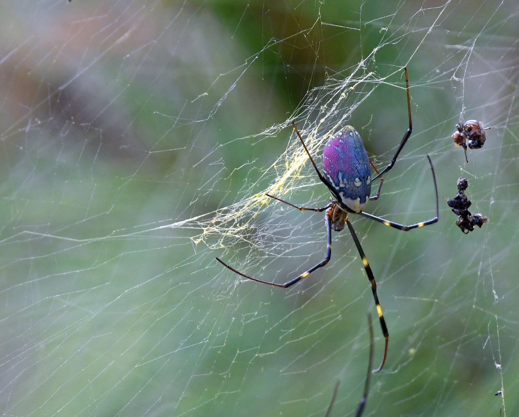 Joro Spider from Kalaw, Myanmar (Burma) on December 02, 2018 at 02:50 ...