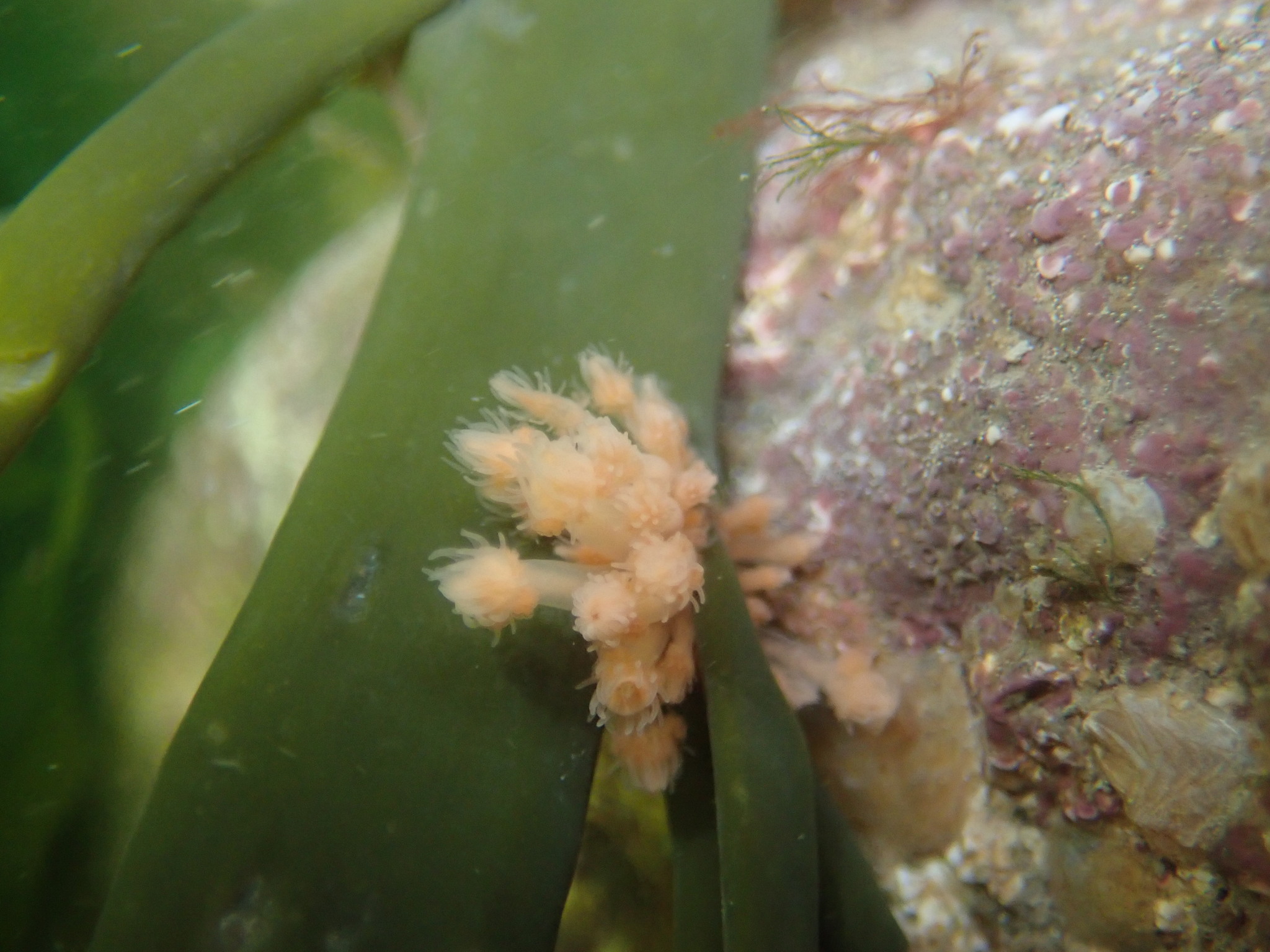 Clava multicornis (Forsskål, 1775)