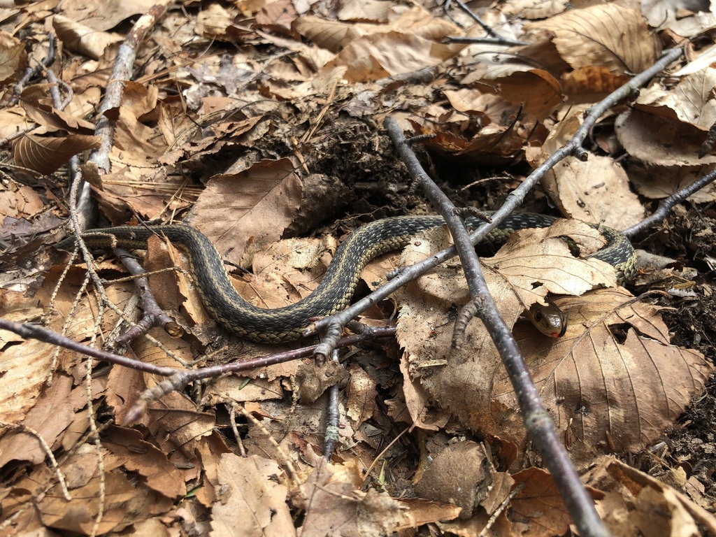 Common Garter Snake from 03827, South Hampton, NH, US on April 05, 2020 ...