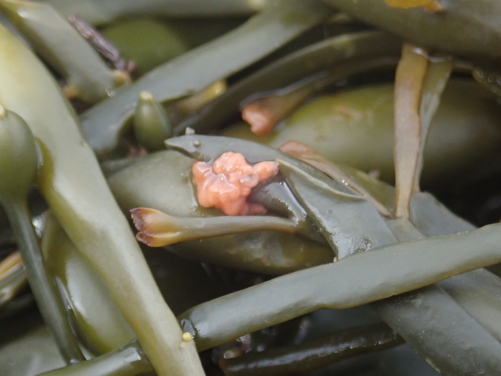 Clava multicornis (Forsskål, 1775)