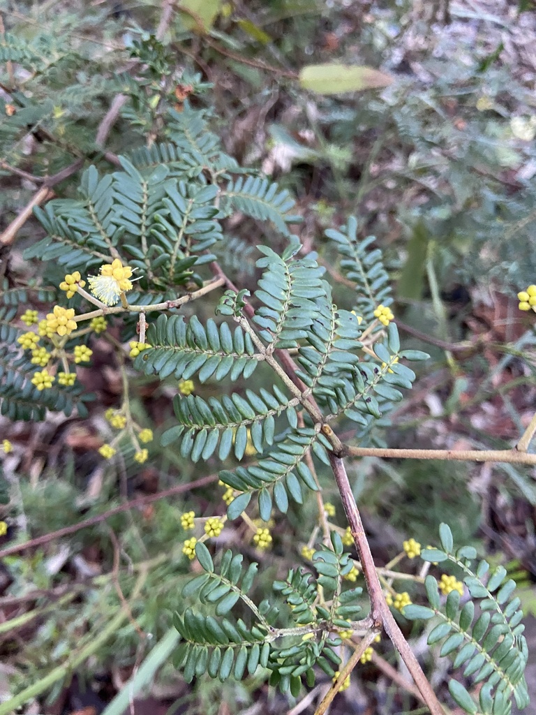Sunshine Wattle (Acacia terminalis) - Botanical Realm