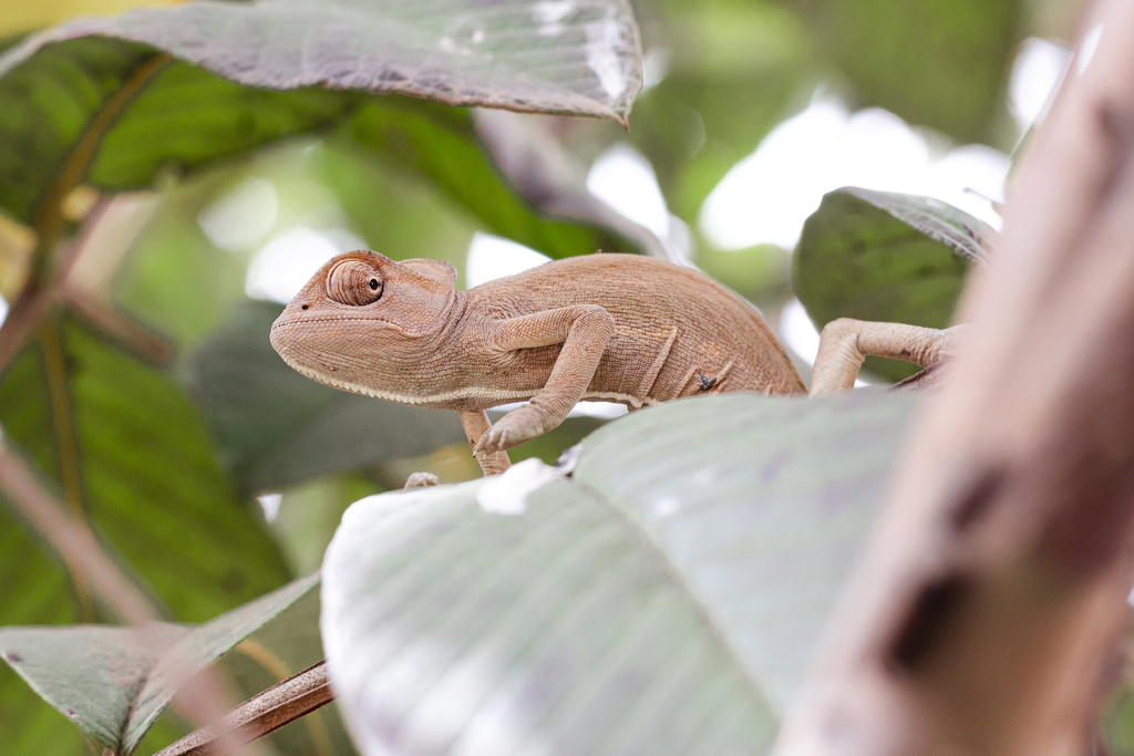 African Chameleon from Kafr Ad Daghayidah, As Samlaweyah, Zefta ...