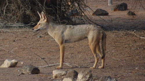 North African Wolf (Subspecies Canis lupaster lupaster) · iNaturalist