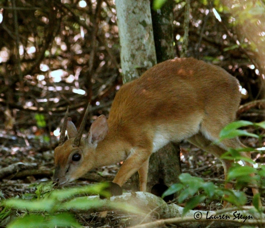 Suni (Nesotragus moschatus) - Know Your Mammals