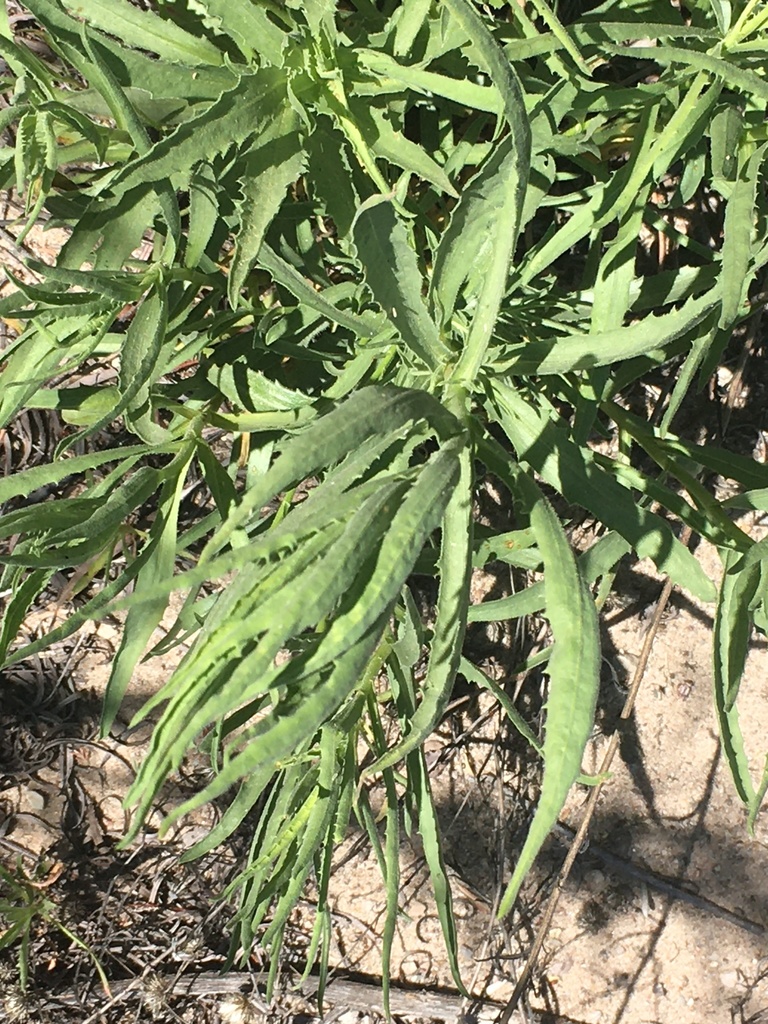 mule fat from Mesilla, NM, US on April 11, 2020 at 12:49 PM by ...