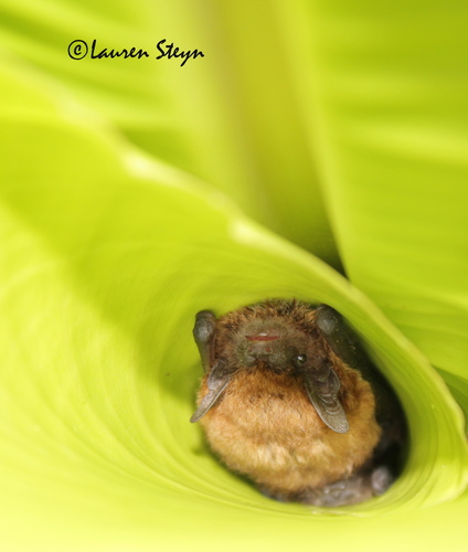 Banana pipistrelle (Bats of Ivory Coast) · iNaturalist