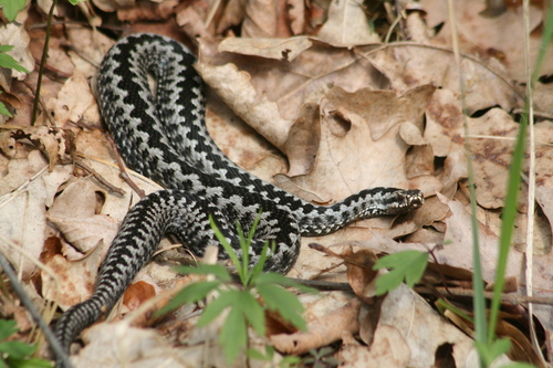 Eurasian Vipers (Vipera) - Snakes and Lizards
