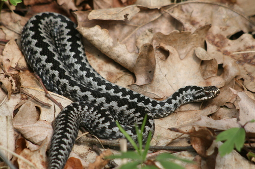 Eurasian Vipers (Vipera) - Snakes and Lizards