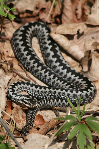 Eurasian Vipers (Vipera) - Snakes and Lizards