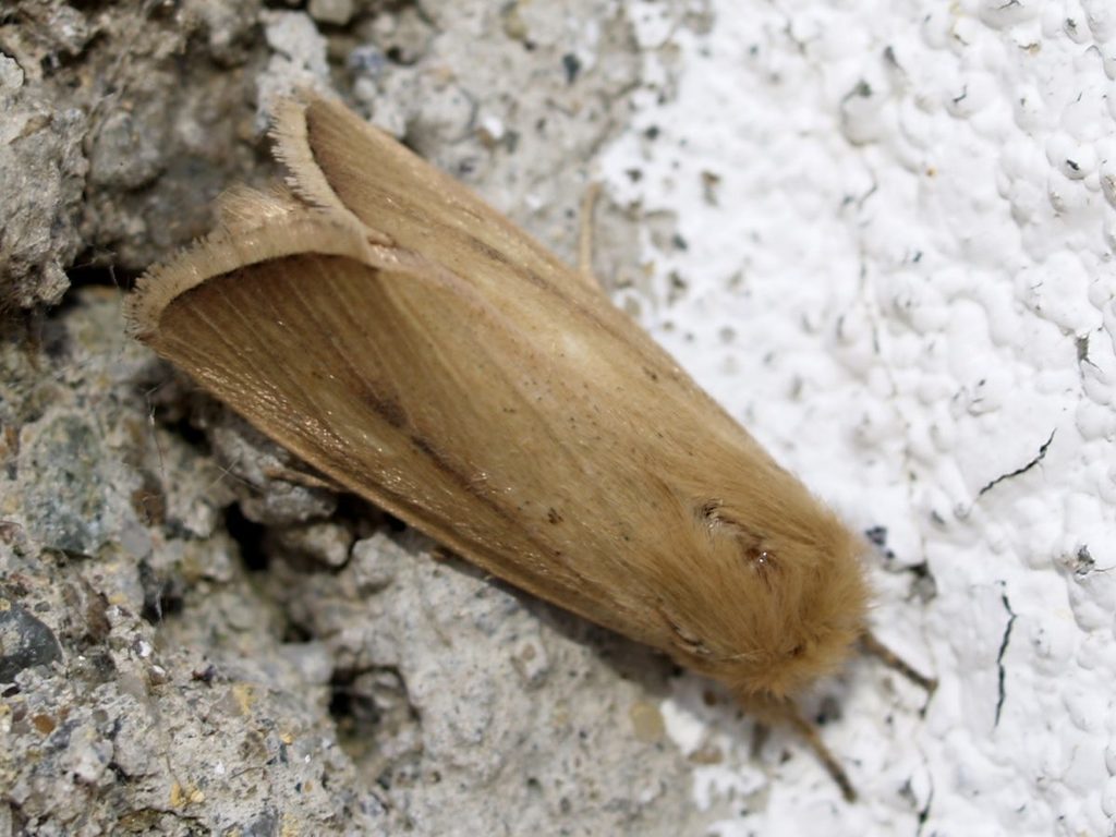 Corn stalk borer (Noctuidae of Africa) · iNaturalist