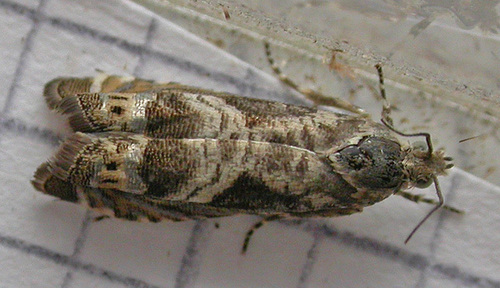 Selania leplastriana (Madeira Butterflies) · iNaturalist