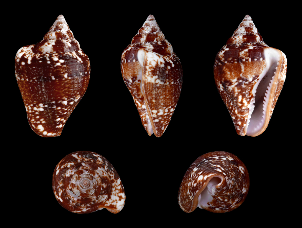 Columbella adansoni (Tenerife Snails) · iNaturalist