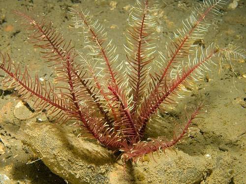 Genus Antedon · iNaturalist