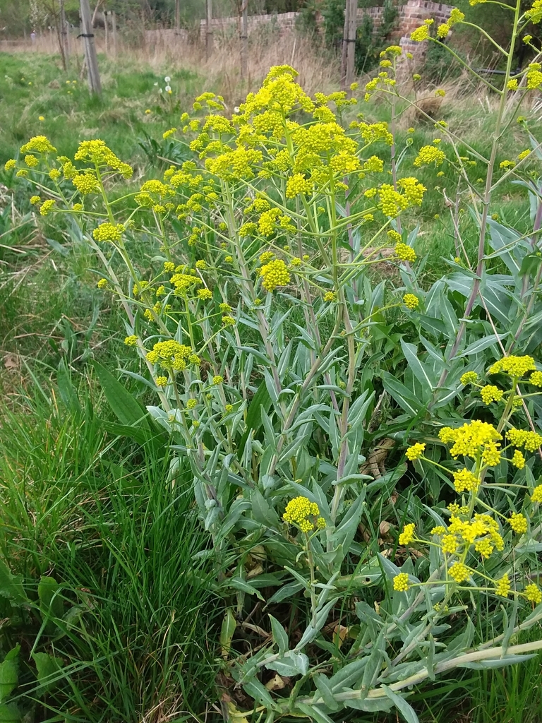 woad from West Midlands, England, GB on April 12, 2020 at 04:28 PM by ...